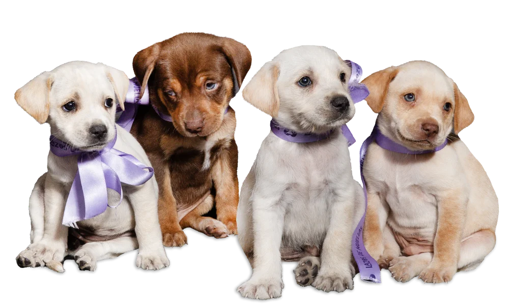 Inicio - Lazos de Huellas