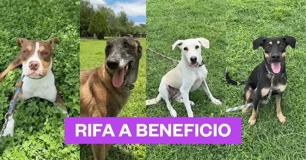 Rifa Dyson - Lazos de Huellas